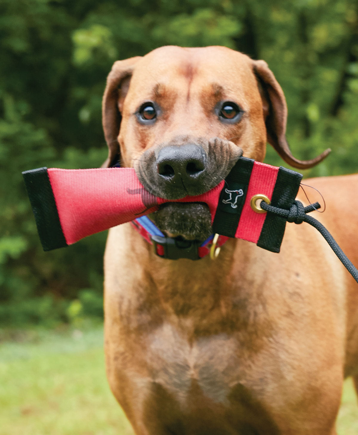 The Black Dog | Dog Products | Shop for Your Dog